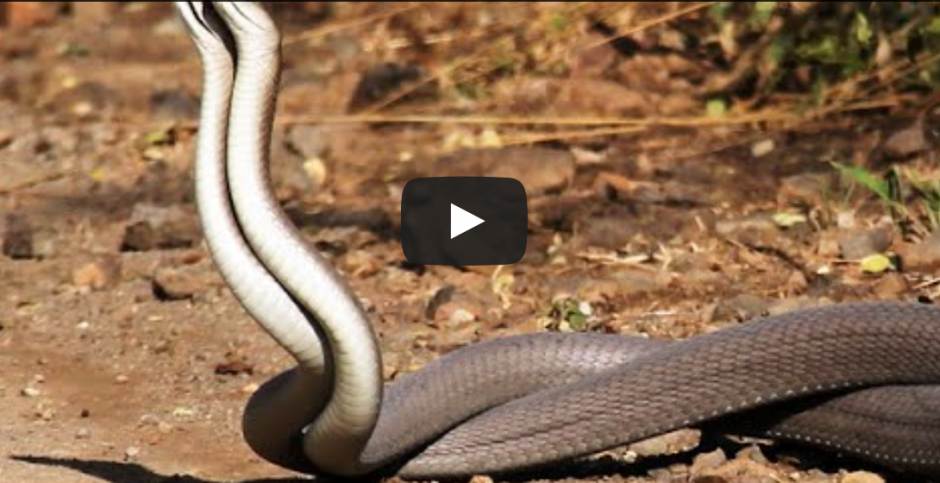 Cool Video of Two Black Mambas Fighting...over a Female of course ...