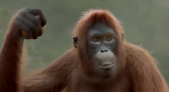 Orangutan Orange Juice Dance Video goes Viral - SAPeople - Worldwide ...