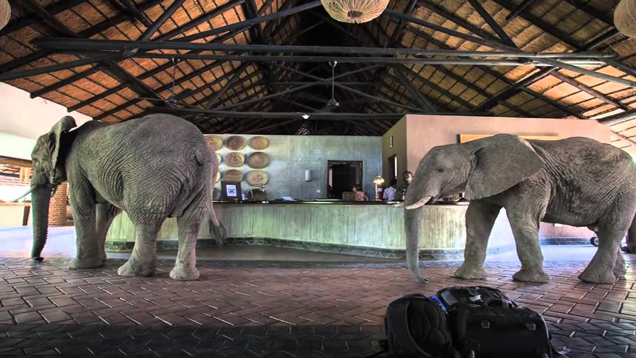Elephants Stroll through Luxury Lodge to Feast on Wild Mangoes ...