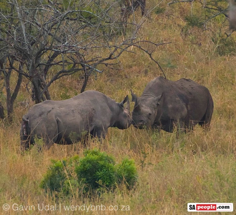 Rhinos in Love...And Then He Kissed Her - SAPeople - Your Worldwide ...
