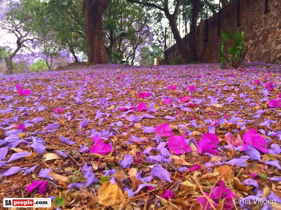 The Most Exquisite Jacaranda Photos from South Africa - SAPeople ...