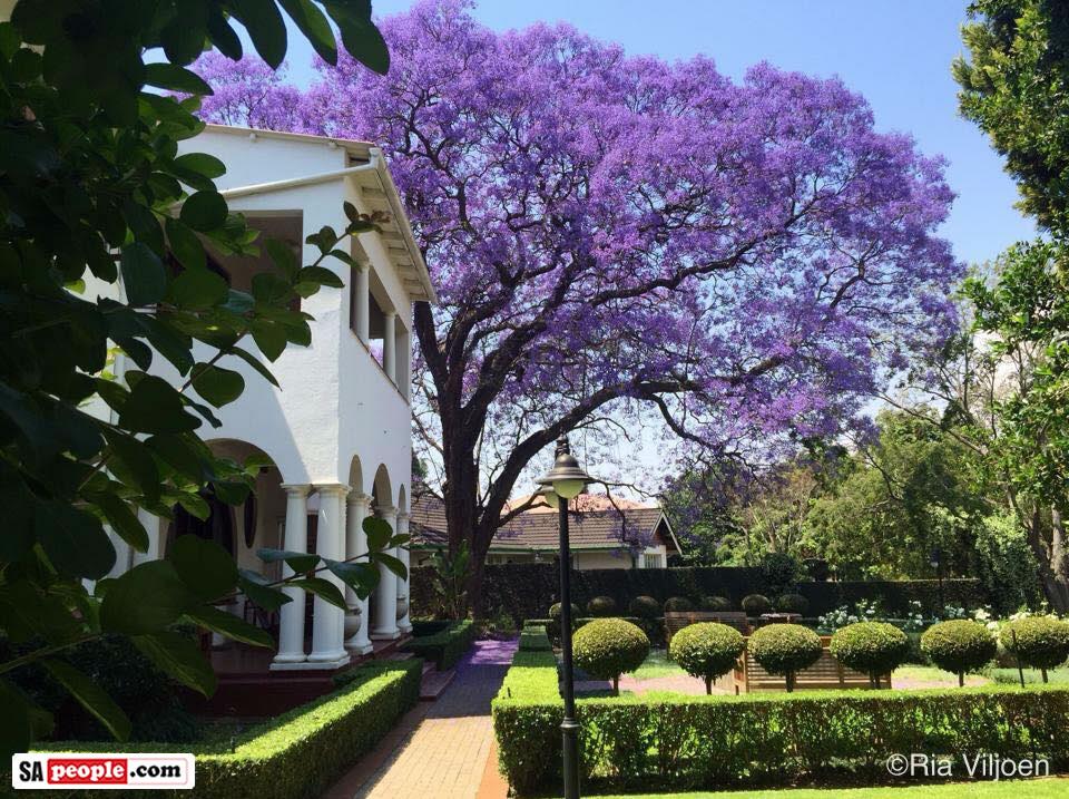 The Most Exquisite Jacaranda Photos from South Africa - SAPeople - Your ...
