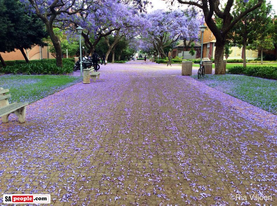 The Most Exquisite Jacaranda Photos from South Africa - SAPeople - Your ...