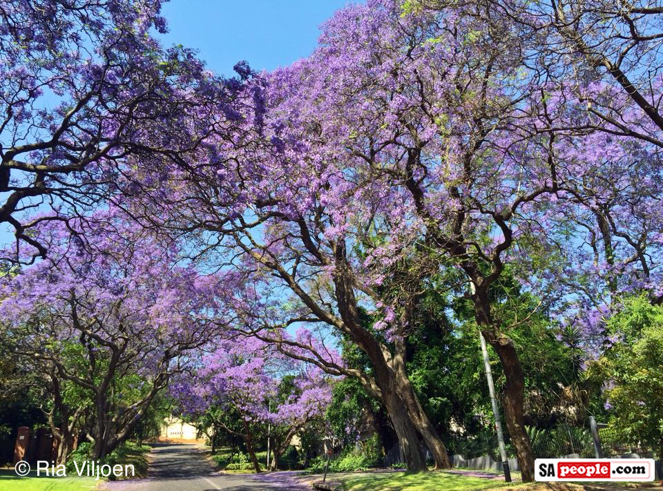 Pretoria Transformed into Purple Paradise. Yes, It's Jacaranda Time ...
