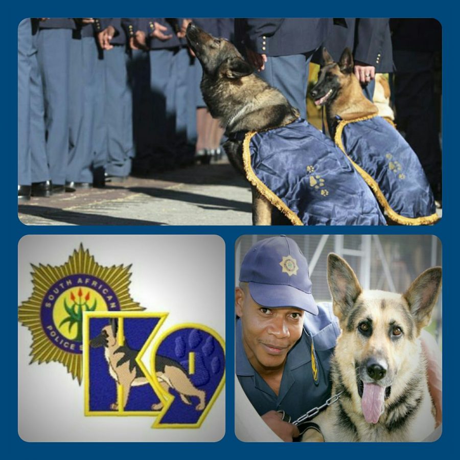 Wanted in South Africa: Canines for K9 - SAPeople - Worldwide South ...