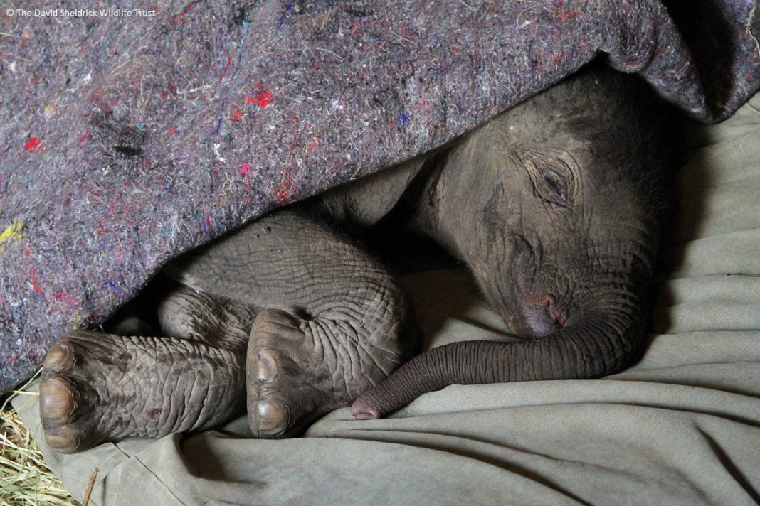 Why It’s So Important to Understand How Elephants Sleep - SAPeople ... Why It’s So Important to Understand How Elephants Sleep - SAPeople ...