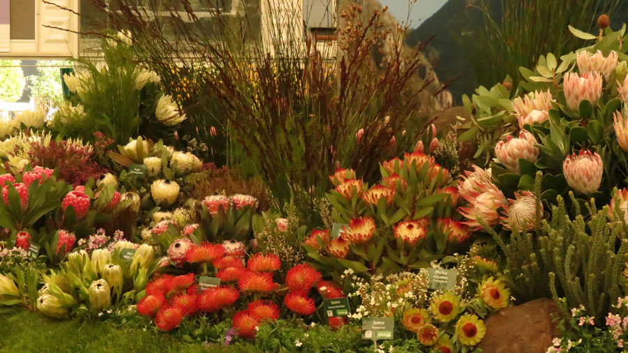 Chelsea Flower Show Gold Medal Winners 2017 | Best Flower Site