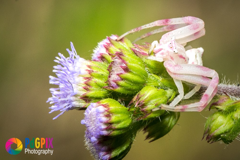 Incredible Close-Up Pictures of Insects in South Africa - SAPeople ...