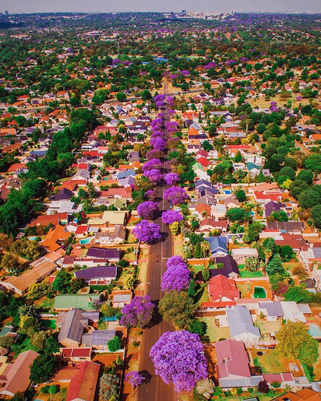 SA Tourism Tempts with Stunning Jacaranda Photos - SAPeople - Worldwide ...
