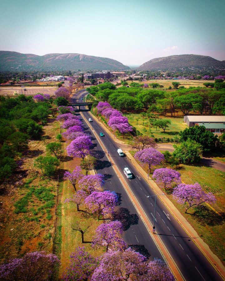 SA Tourism Tempts with Stunning Jacaranda Photos - SAPeople - Worldwide ...