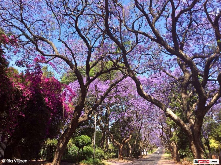 Jacaranda Tree Photos: Purple and White Blossoms in 'Jacaranda City ...
