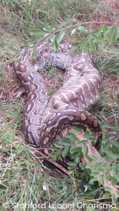 Eish! Impala Swallowed Whole By Monster Python in the Kruger Park ...