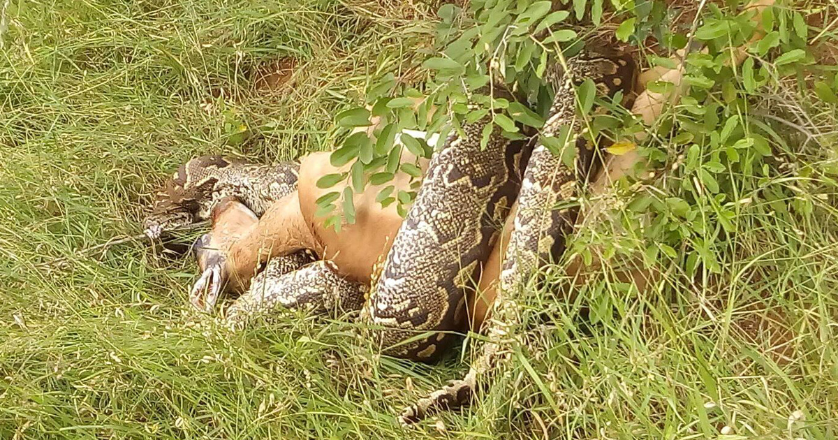 Eish! Impala Swallowed Whole By Monster Python in the Kruger Park ...