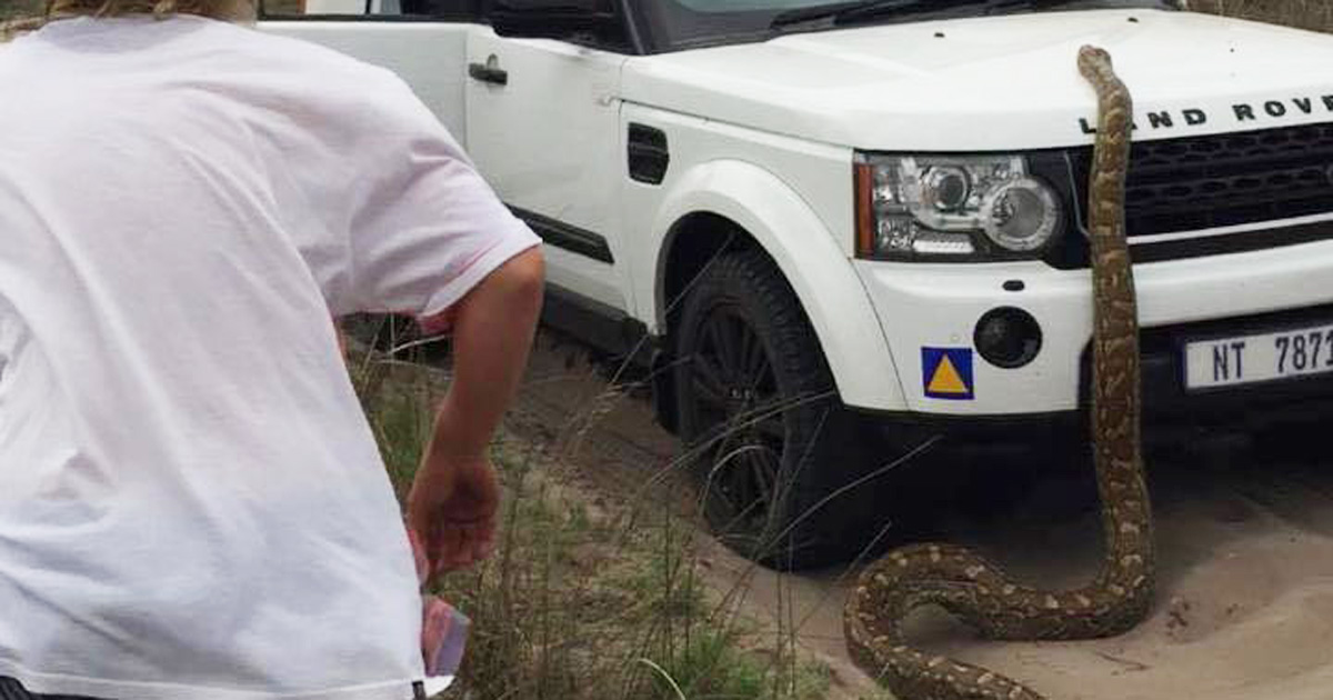 WATCH Huge African Rock Python Slides Over South Africans' Car in ...