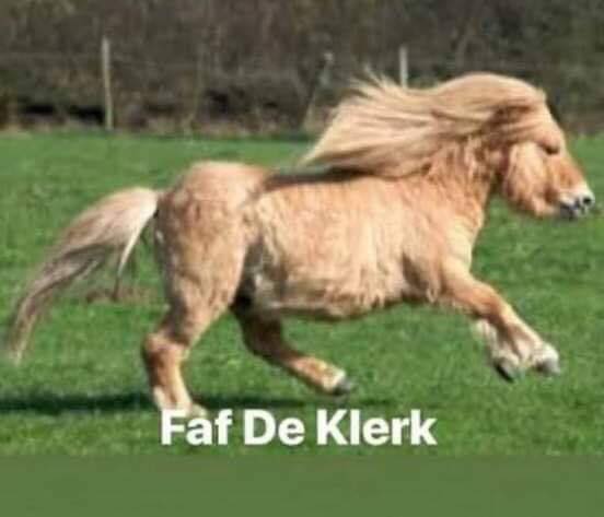 Springbok Loss Memes