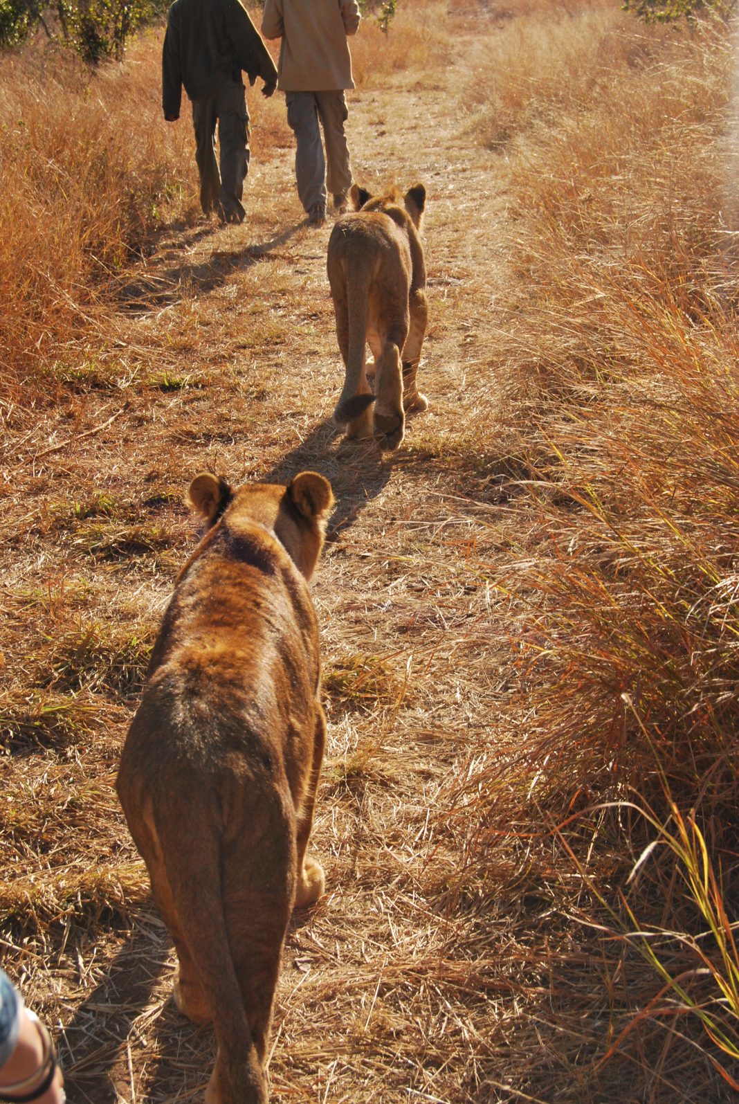 Conservation Leaders Urge UN World Tourism Organisation: Curb Wildlife ... Conservation Leaders Urge UN World Tourism Organisation: Curb Wildlife ...