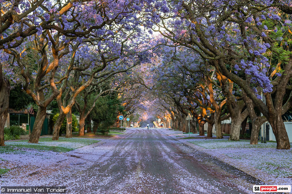 Stunning Photos of Pretty Pretoria as Jacarandas Bloom Like 'Purple ...