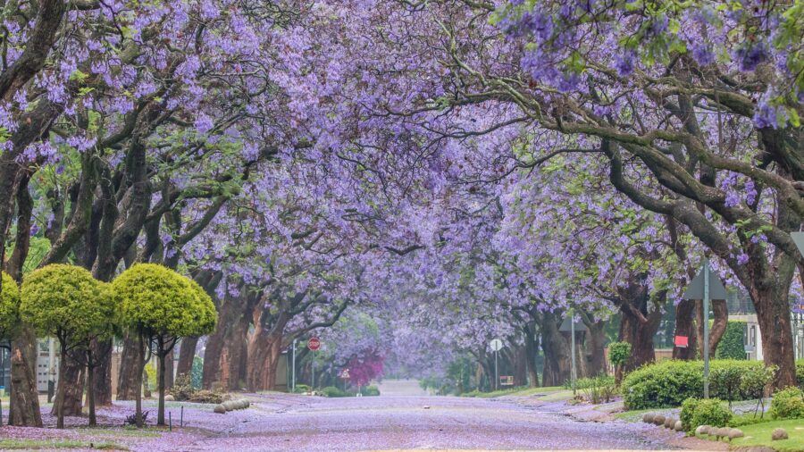 Stunning Photos of Pretty Pretoria as Jacarandas Bloom Like 'Purple ...