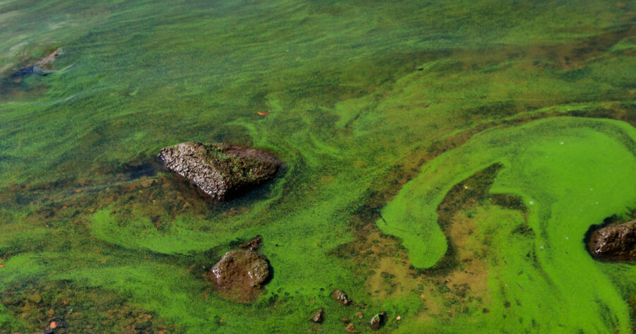 Alert Issued for Harmful Algae Bloom in Lower Olifants River - SAPeople ...