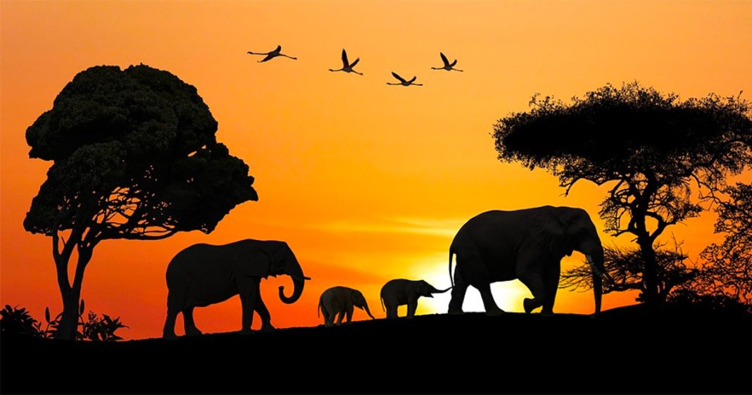 Kruger National Park's Loadshedding Tips for Overnight Safari Visitors ...