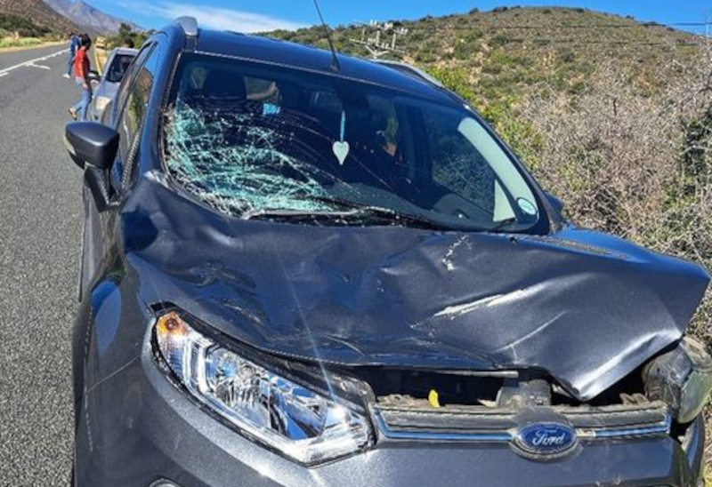 Teachers transported to hospital after kudu jumps in front of car ...