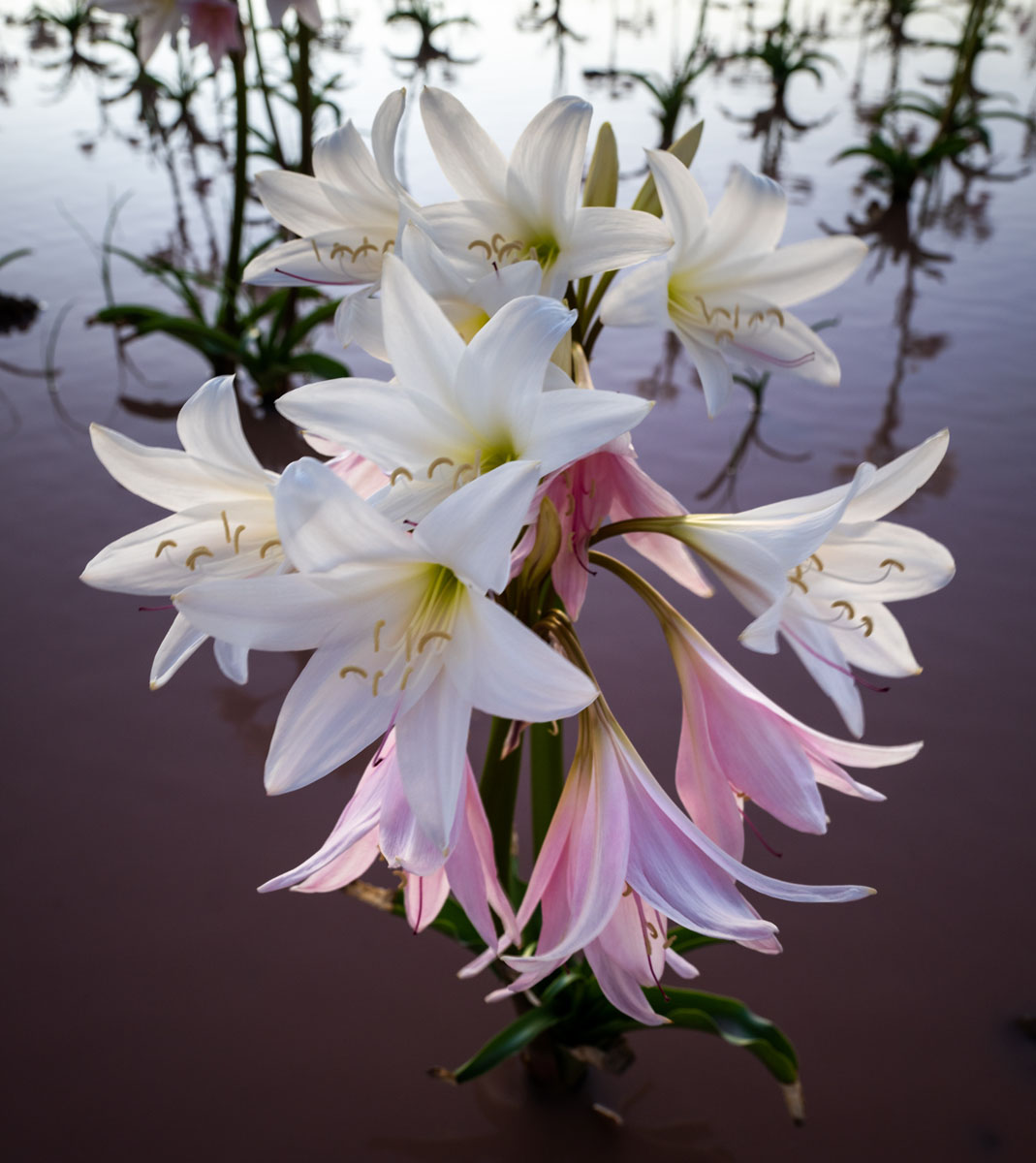 Cape Town photographer captures rare phenomenon: Sandhof lilies in full bloom in Namibia... and ...