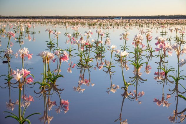 Cape Town photographer captures rare phenomenon: Sandhof lilies in full ...