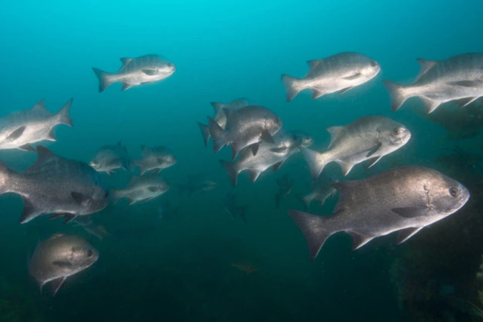 The national fish of South Africa: Do you know what it is?