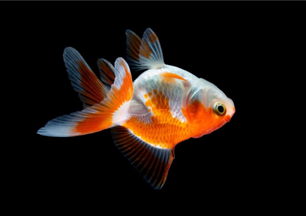 Why is my goldfish swimming upside down? Why is my goldfish swimming upside down?